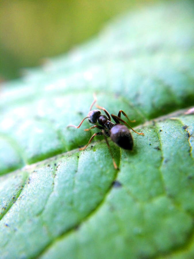 Formiga em uma folha verde imagem de stock. Imagem de verde - 116979399