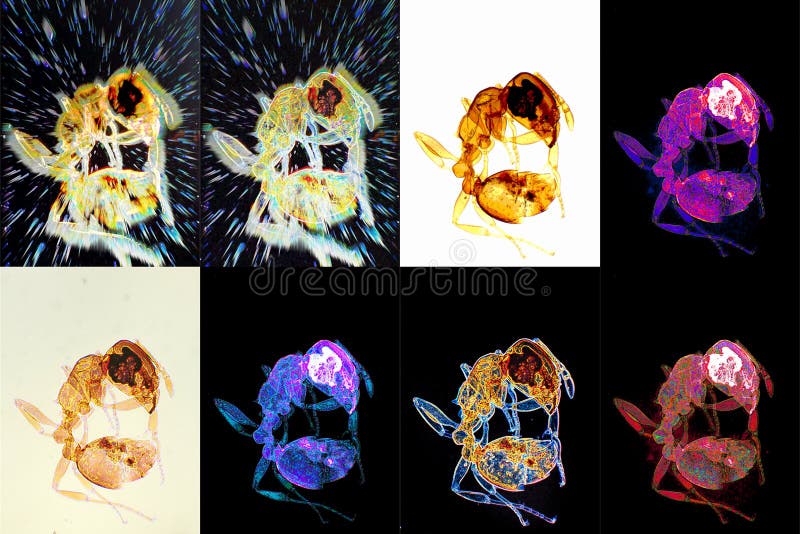 Formiga sob o microscópio imagem de stock. Imagem de transparente ...