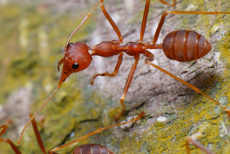 Formiga vermelha foto de stock. Imagem de vermelha, formiga - 96563374