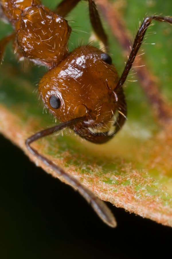 Formiga vermelha imagem de stock. Imagem de flora, textura - 9296463