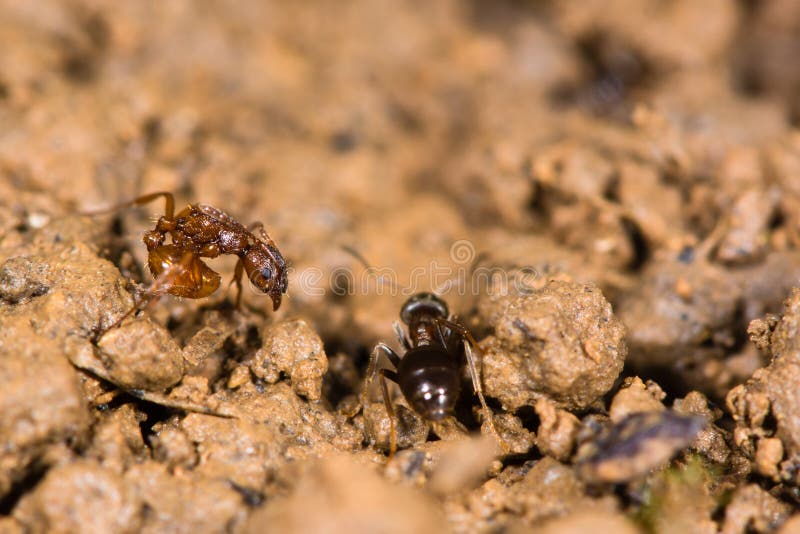 Formiga Vermelha Comum (rubra De Myrmica) E Formiga Preta Pequena ...