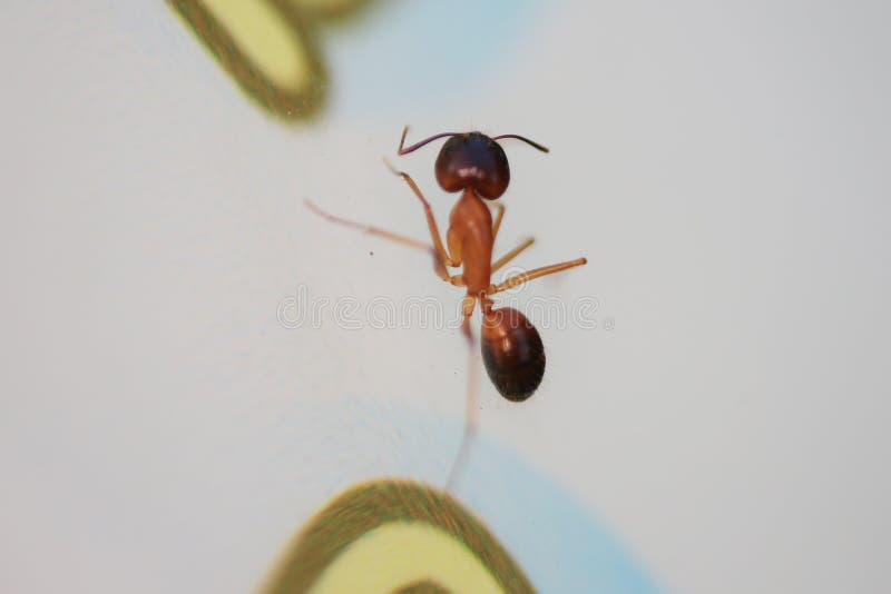 A Formiga Vermelha Isolada, O Conceito De Natureza E Inseto Foto de ...