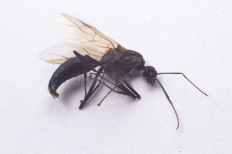 Formiga Voadora Preta Morta Em Fundo Branco Foto de Stock - Imagem de ...