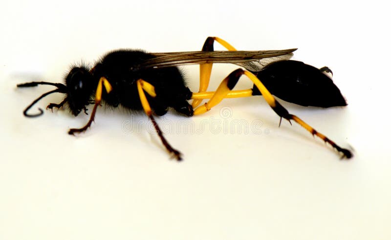 Formiga Voadora Sobre Fundo Branco Foto de Stock - Imagem de antenas ...