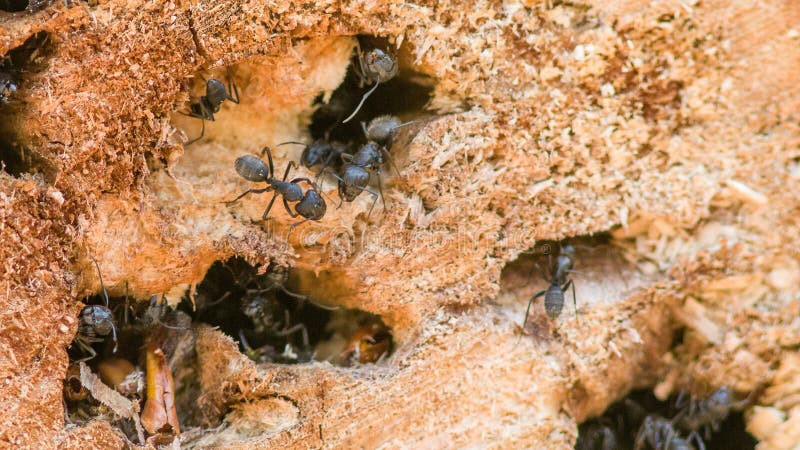 Formigas Pretas Largas Usam Lenha Velha Foto de Stock - Imagem de ...