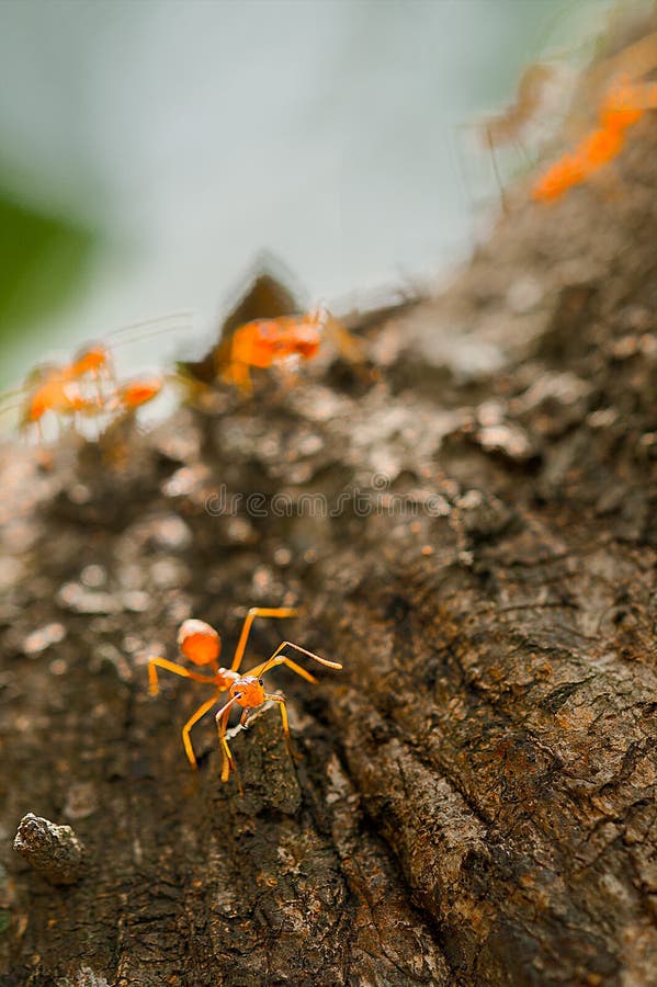 Ant Soldado Formigas Trabalham Em Casa De Formigas Em Seu Habitat ...