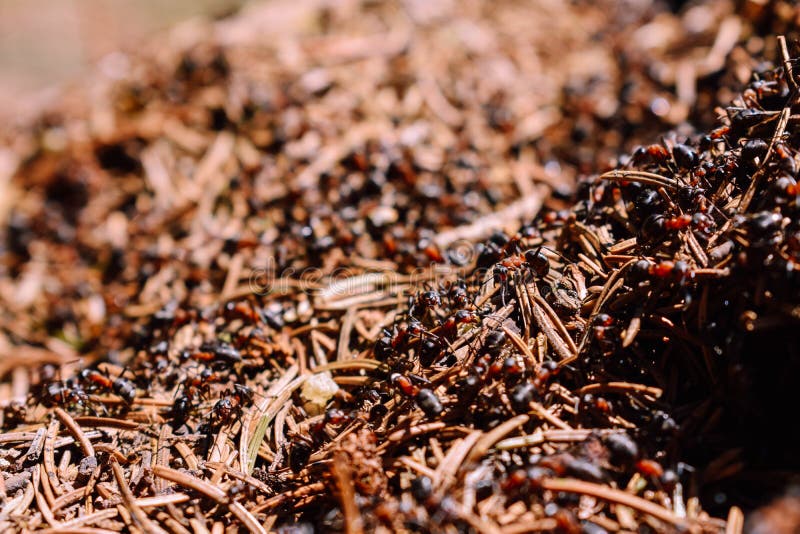 Formigueiro E Formiga Na Floresta Checa Imagem de Stock - Imagem de ...