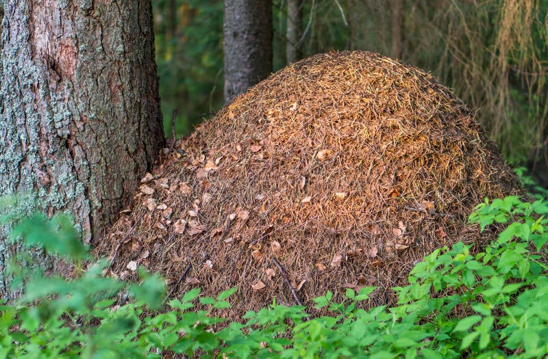 Terra perto do formigueiro foto de stock. Imagem de anthill - 75577136