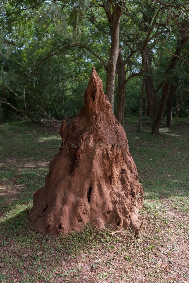 Formigueiro Ant Colony imagem de stock. Imagem de formigueiro - 77397735