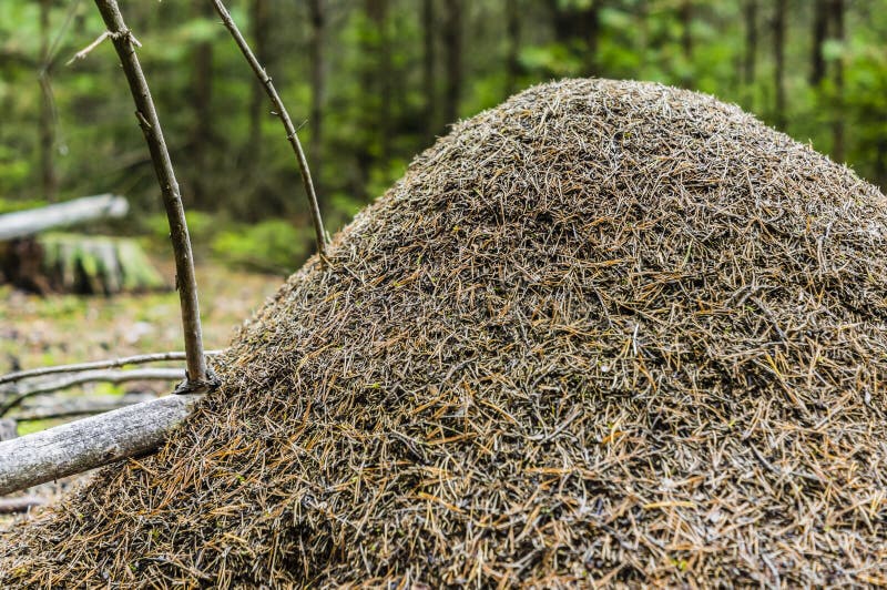 Formigueiro Em Um Ramo Em Uma Floresta Foto de Stock - Imagem de ...