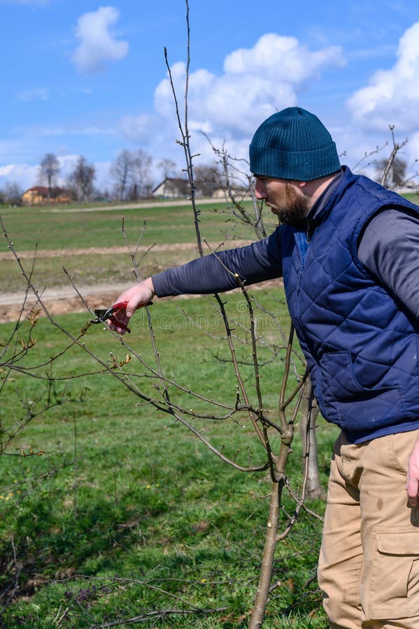 Forming Crown Tree Help Spring Pruning Removal Unnecessary Branches ...