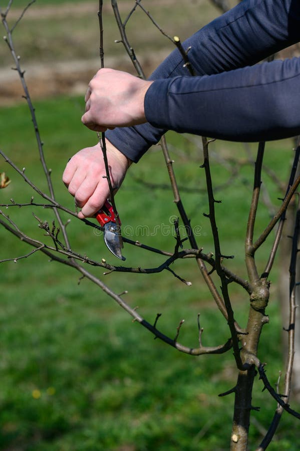 Forming Crown Tree Help Spring Pruning Removal Unnecessary Branches ...