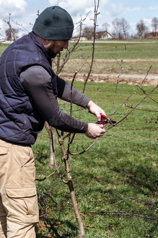 Forming the Crown of a Tree with the Help of Spring Pruning and Removal ...