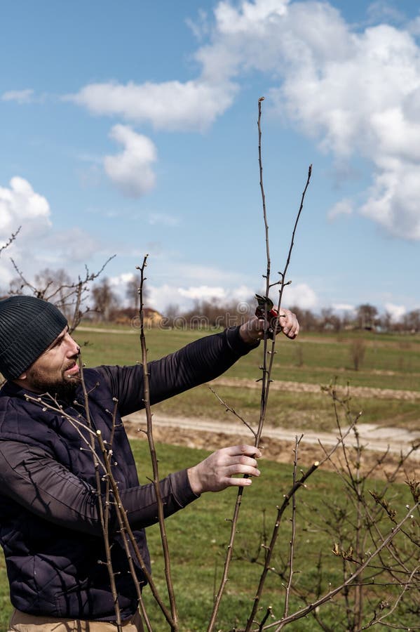 Forming the Crown of a Tree with the Help of Spring Pruning and Removal ...