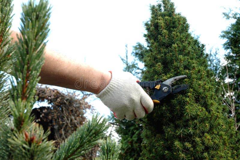 Forming the Ornamental Tree Stock Image - Image of blade, horizontal ...