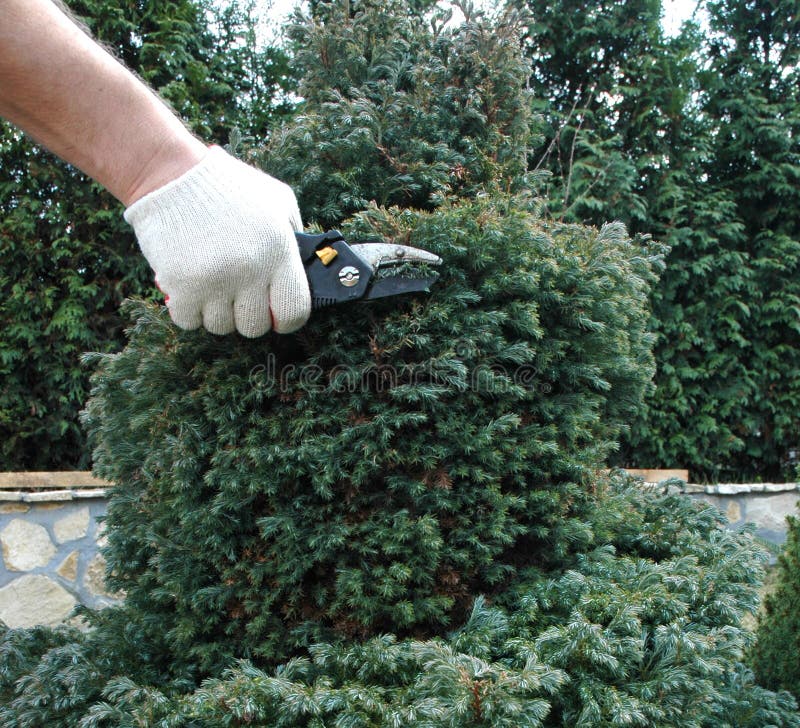 Forming the Ornamental Tree Stock Image - Image of trimming, cutting ...