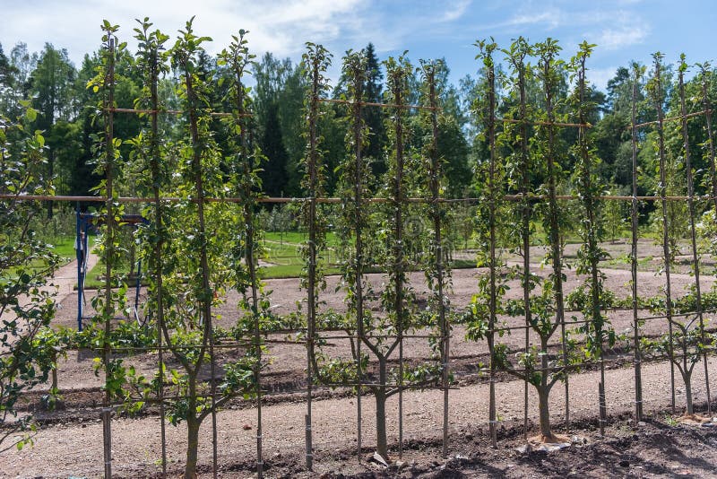 Forming a Tree Crown with a Special Grid, Growing a Beautiful Garden ...