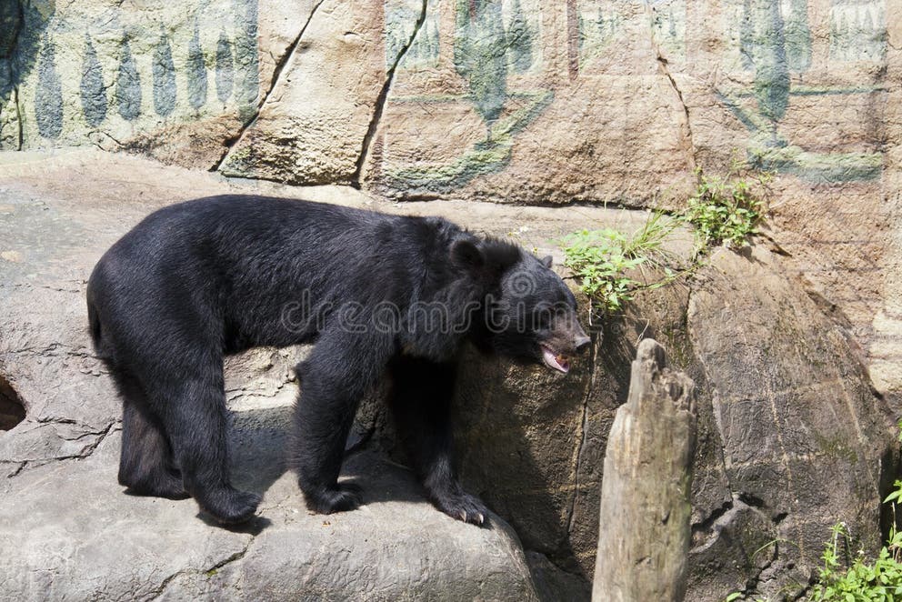 Formosa Black Bear,Ursus Thibetanus Formosanus Stock Photo - Image of ...