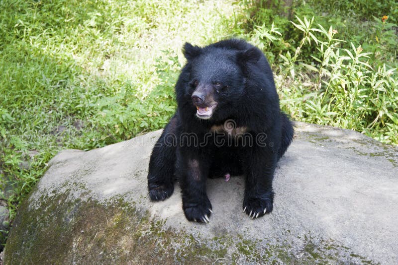 Formosa Black Bear,Ursus Thibetanus Formosanus Stock Photo - Image of ...