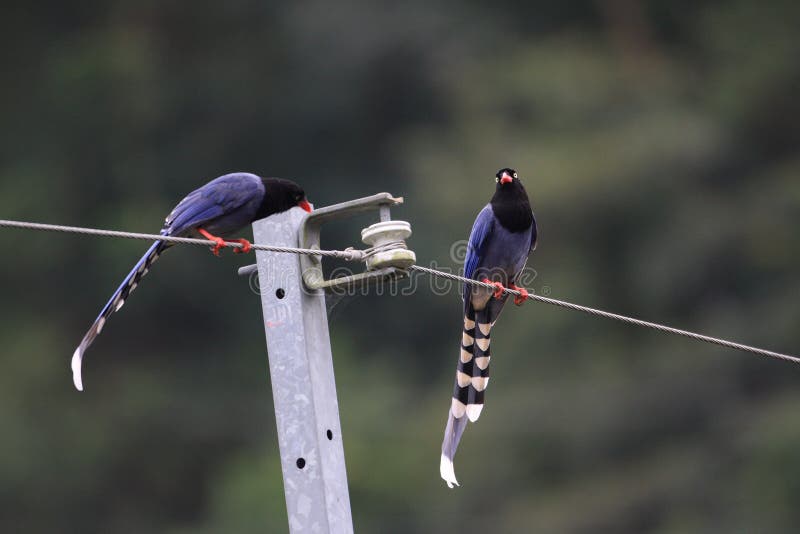 Formosan Blue Magpie stock photo. Image of blue, wildlife - 38365372