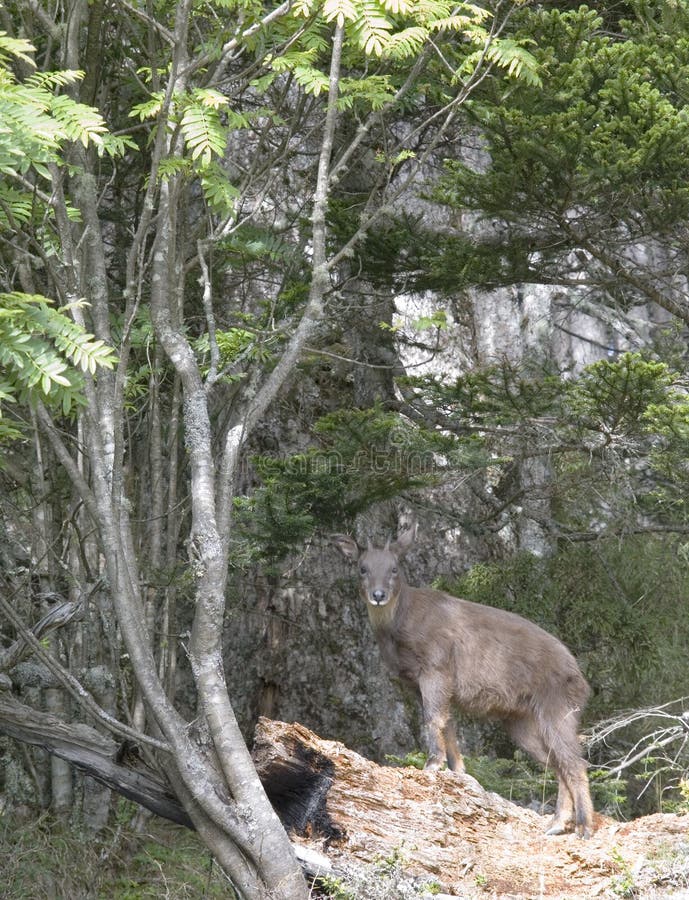 Formosan serow. stock image. Image of mountain, mammals - 15340129