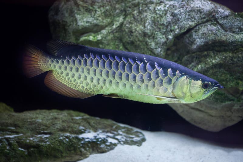 Poissons D'Arowana D'Asiatique, Poissons De Dragon Image stock - Image ...