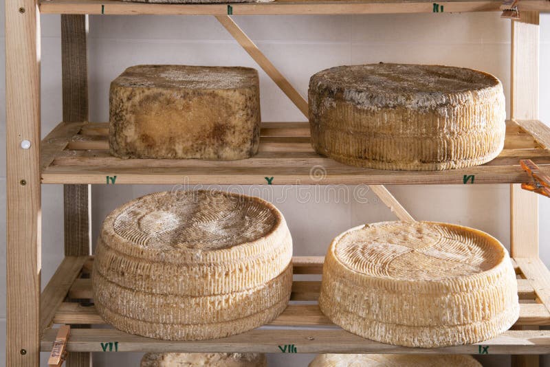 Forms of Cheese on the Shelf for Maturing Stock Image - Image of dairy ...