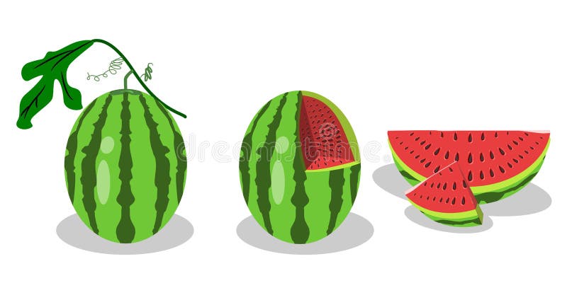 Forms Watermelons Stock Illustrations – 6 Forms Watermelons Stock ...