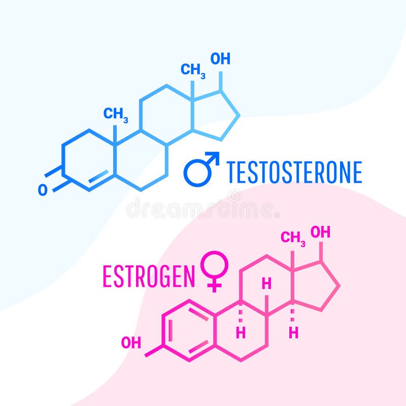 Formule Moléculaire Des Hormones Oestrogène Et Testostérone Avec Formes