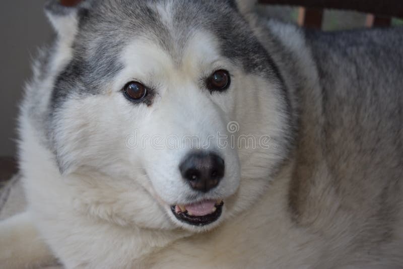 Fornido imagen de archivo editorial. Imagen de lobo - 100238819