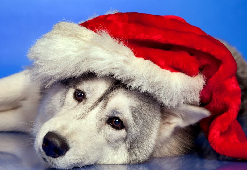 Fornido foto de archivo. Imagen de belleza, obediencia - 12287344