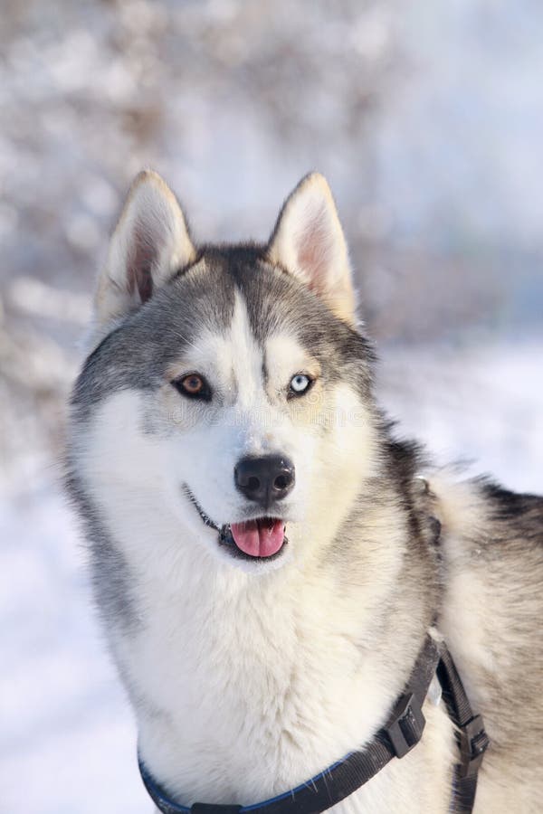 Fornido foto de archivo. Imagen de animal, fornido, mirada - 4136454