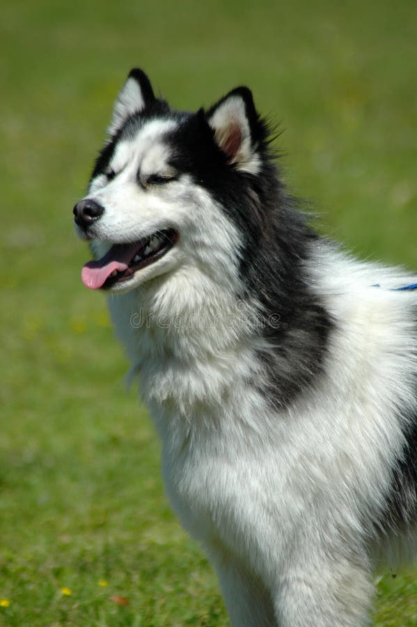 Fornido foto de archivo. Imagen de pistas, perritos, cara - 1277588