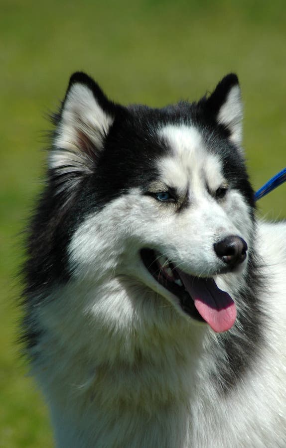 Fornido foto de archivo. Imagen de animal, hermoso, perros - 1277734