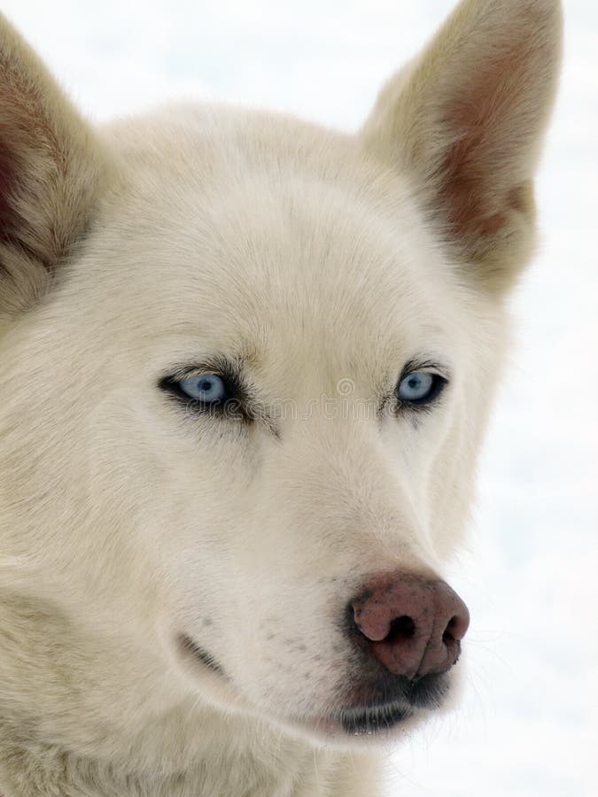 Fornido imagen de archivo. Imagen de mascotas, corrida - 13081539