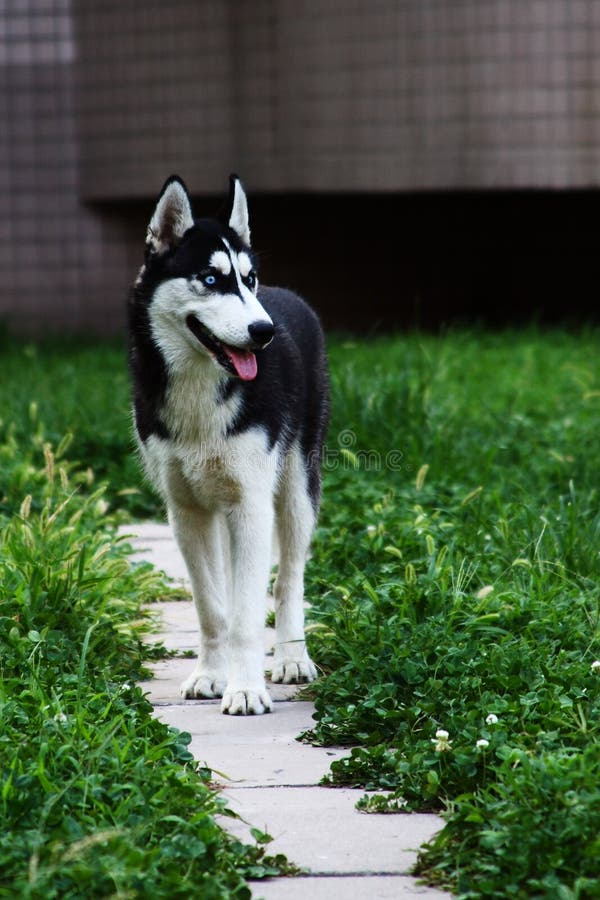 Perrito fornido foto de archivo. Imagen de mascota, fornido - 823096