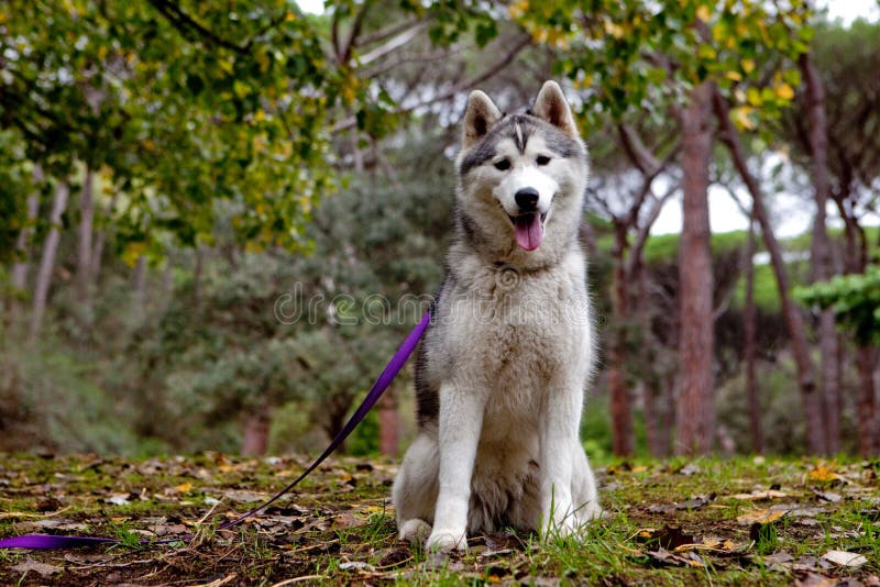 Fornido imagen de archivo. Imagen de peludo, doméstico - 25156043