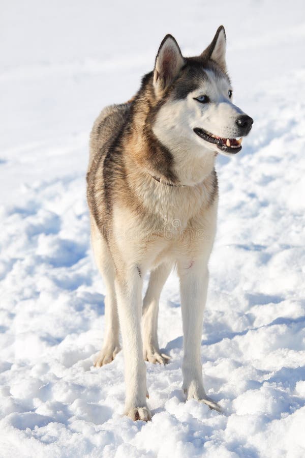 Cachorro fornido imagen de archivo. Imagen de animal, piel - 4132213