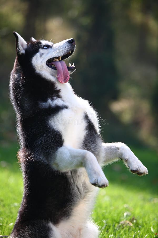 Fornido foto de archivo. Imagen de orgullo, libertad, parque - 4548436