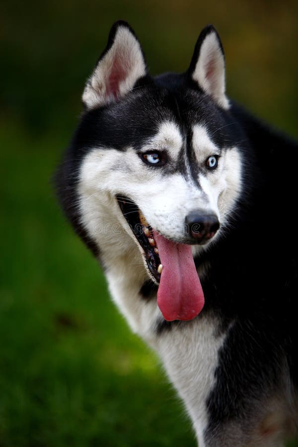Fornido foto de archivo. Imagen de orgulloso, valiente - 4548572