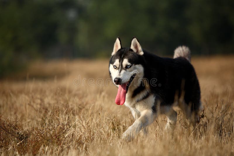 Fornido imagen de archivo. Imagen de mascota, orgullo - 4548673
