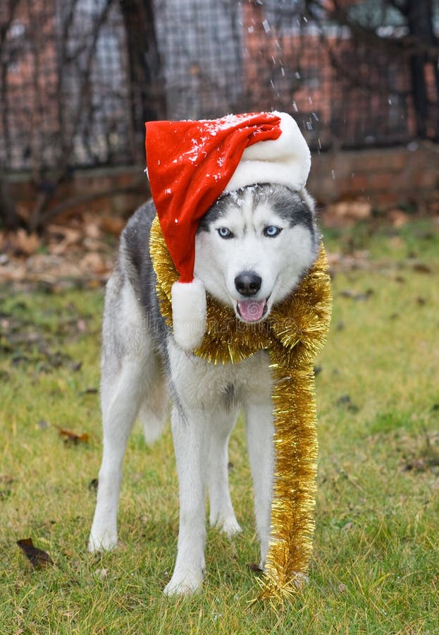 Fornido foto de archivo. Imagen de alaska, negro, aislado - 7508482