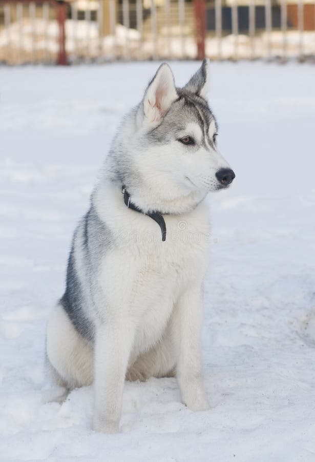 Fornido foto de archivo. Imagen de amigo, adorable, canino - 8104016