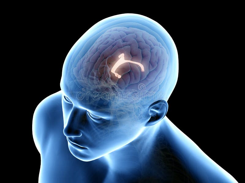 Fornix Anatomy Stock Illustrations – 145 Fornix Anatomy Stock ...