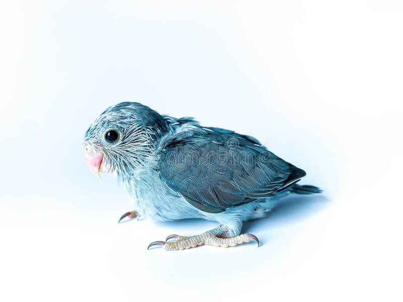 Forpus Baby Parrot Bird on the White Stock Image - Image of parrots ...