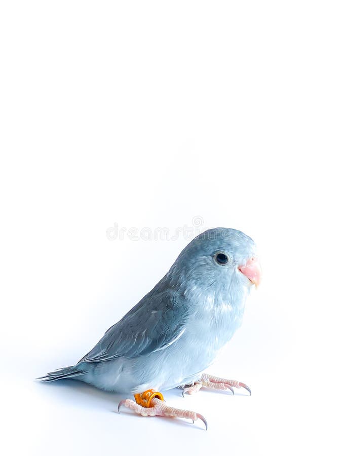 385 Baby Cockatail Parrots Stock Photos - Free & Royalty-Free Stock ...