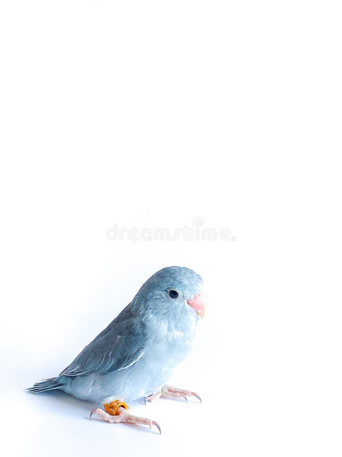 387 Baby Parrots Stock Photos - Free & Royalty-Free Stock Photos from ...