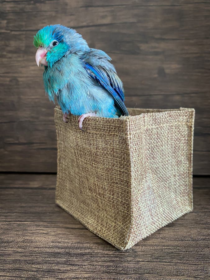 Forpus Blue Color Parrot Bird Stock Image - Image of cute, birdlife ...