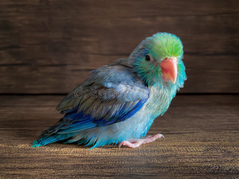 Forpus Blue Color Parrot Bird Stock Image - Image of beauty, bird ...