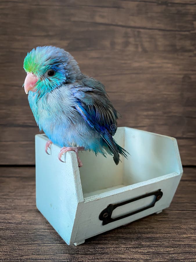 Forpus Blue Color Parrot Bird Stock Image - Image of beauty, blue ...